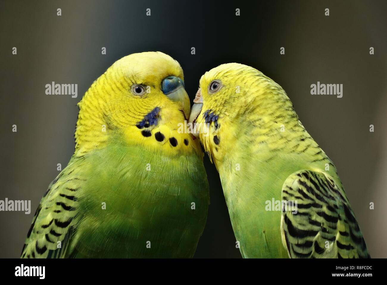 Macaw images hi-res stock photography and images - Alamy