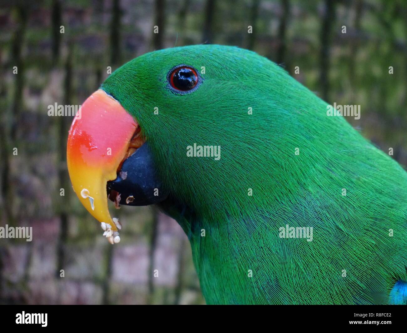 Exotic parrot images hi-res stock photography and images - Alamy