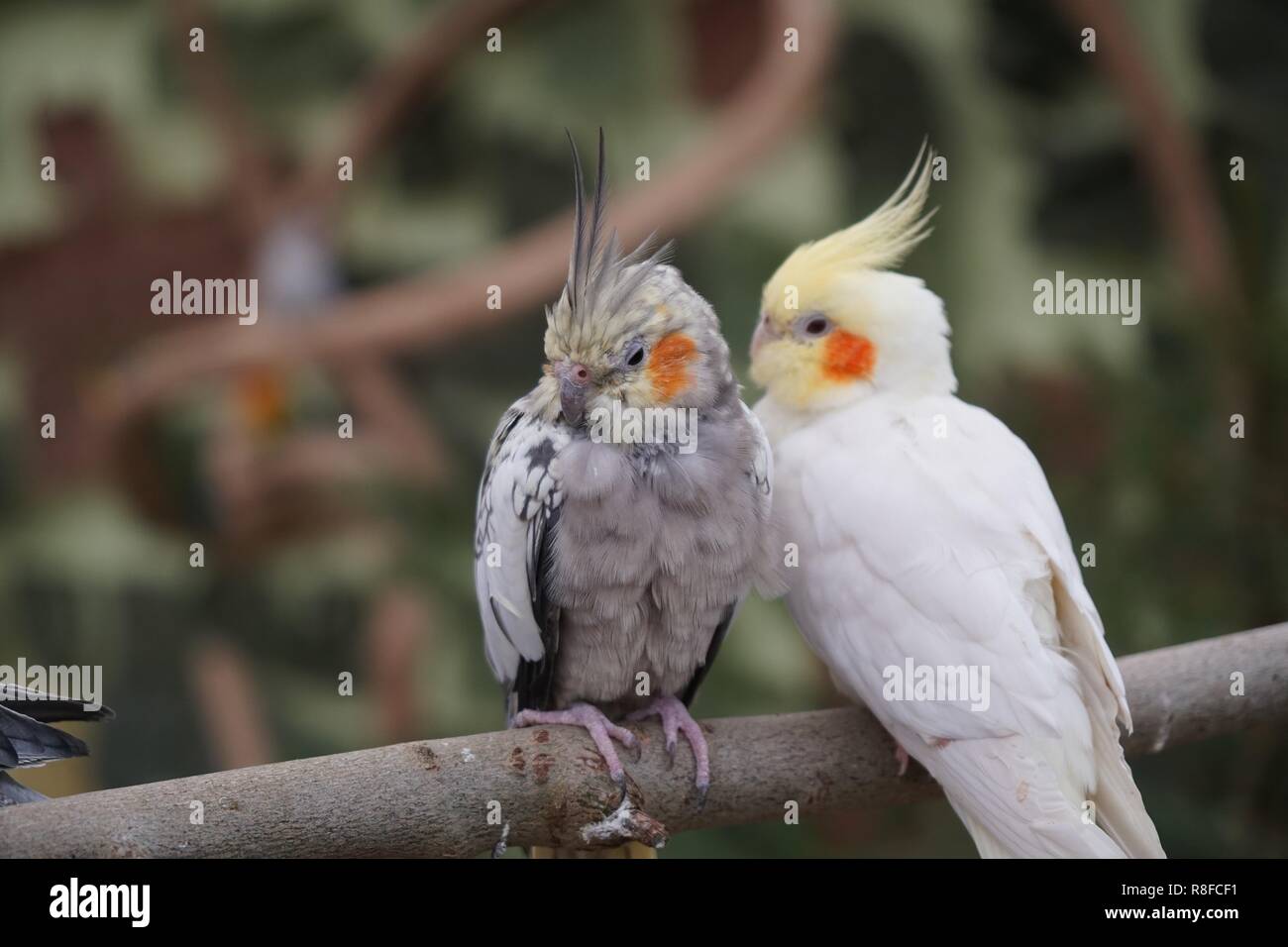 Colorful parrots are among the most visually striking birds in the ...