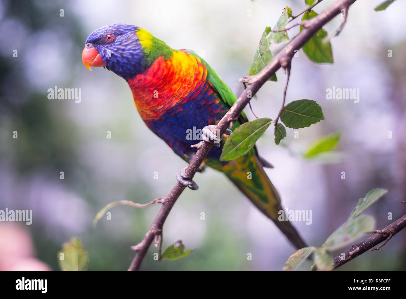 Tropical parrot images hi-res stock photography and images - Alamy
