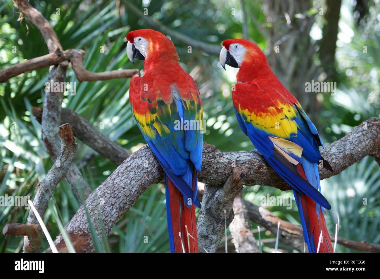 Parrot species hi-res stock photography and images - Alamy