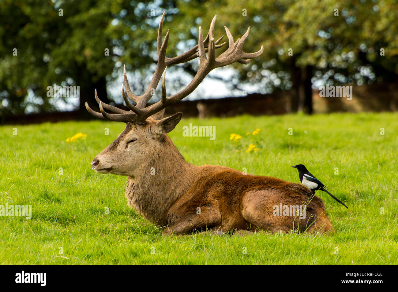 Magpie perched on a Stags back at wollaton hall Stock Photo - Alamy