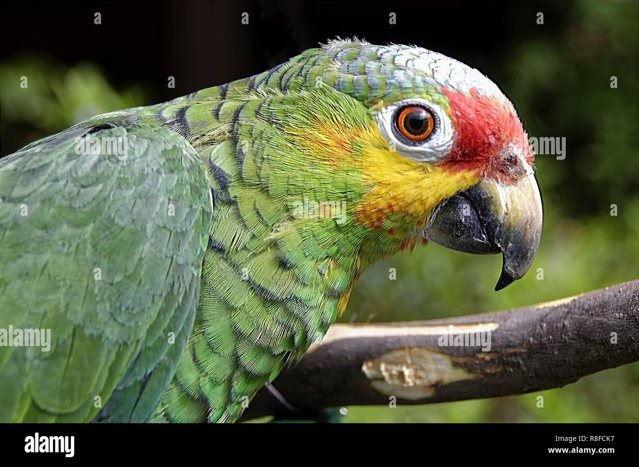 Exotic parrot images hi-res stock photography and images - Alamy