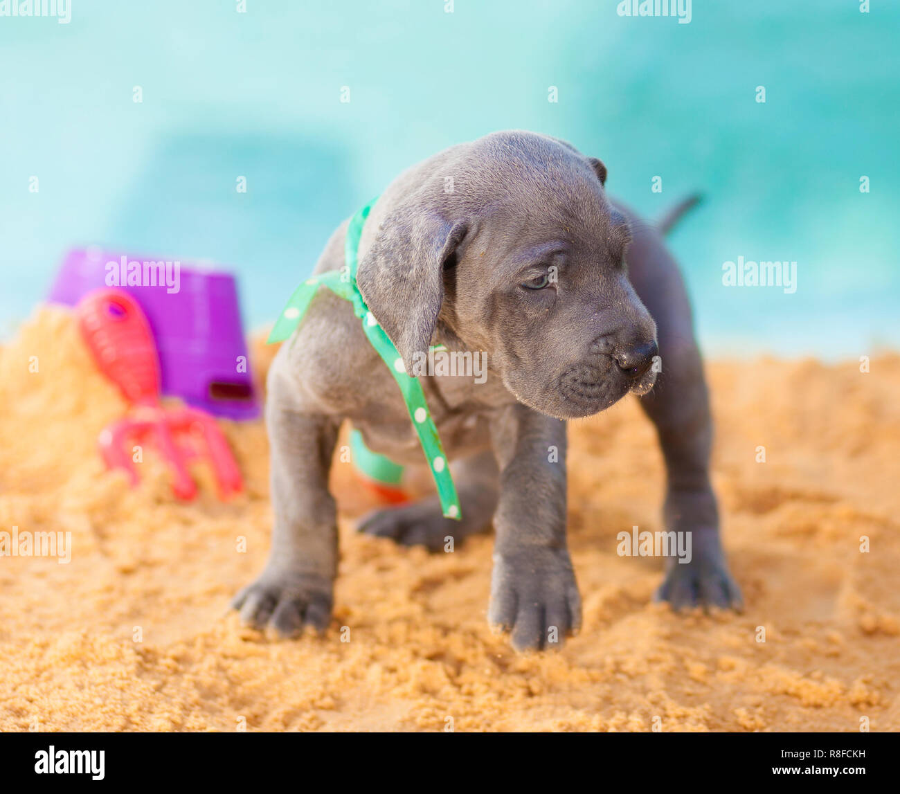 Great Dane puppy on the move across the sand Stock Photo - Alamy