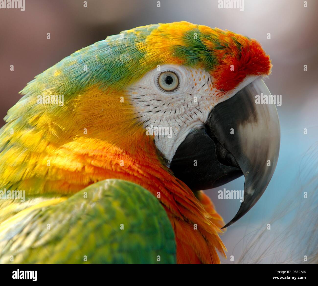 Colorful parrots are among the most visually striking birds in the ...