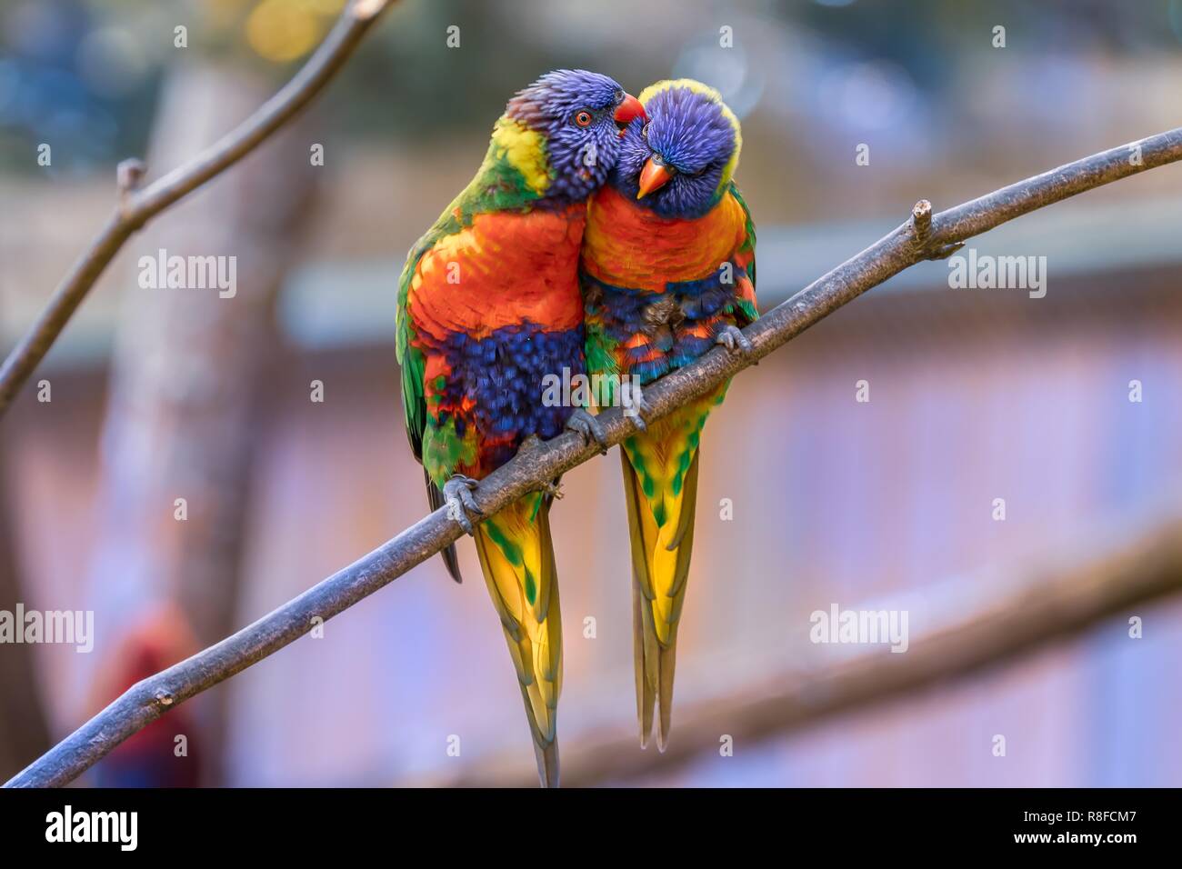 Parrots icon hi-res stock photography and images - Alamy