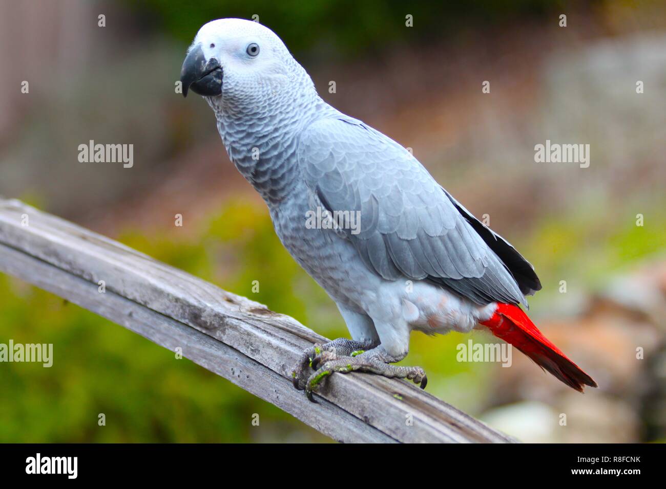 Natures parrots hi-res stock photography and images - Alamy