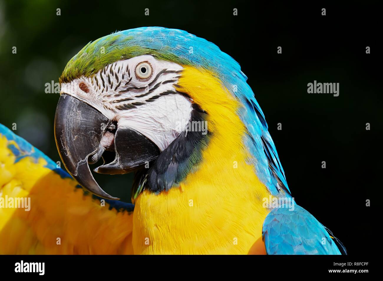Parrots icon hi-res stock photography and images - Alamy