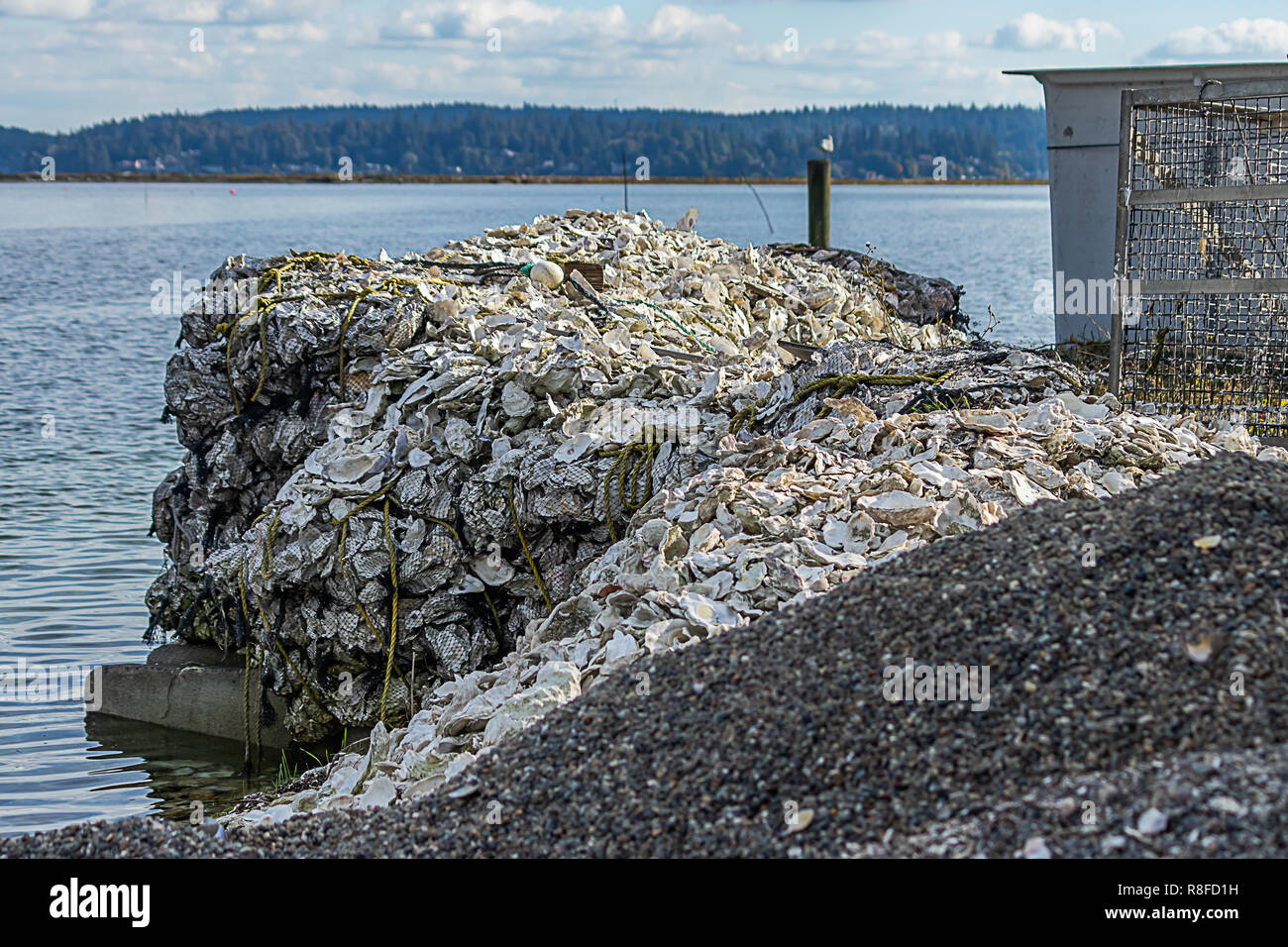 Cracked sea shells hi-res stock photography and images - Alamy