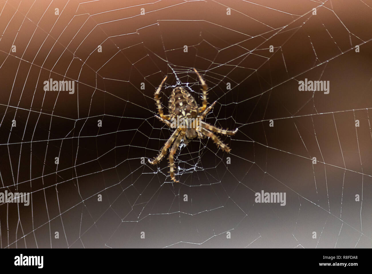washington state large spider on blurred background Stock Photo - Alamy