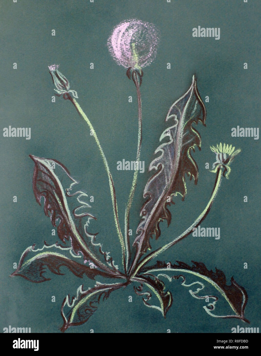 art dandelion, illustration pastel, plant spring nature flower. green ...