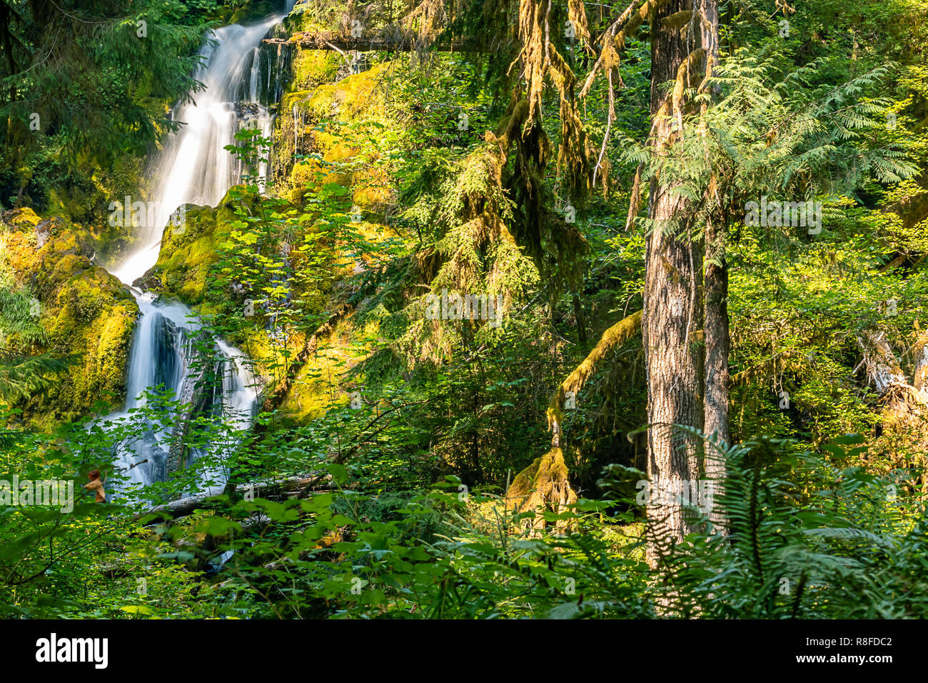 rain forest in washington state with waterfall Stock Photo - Alamy