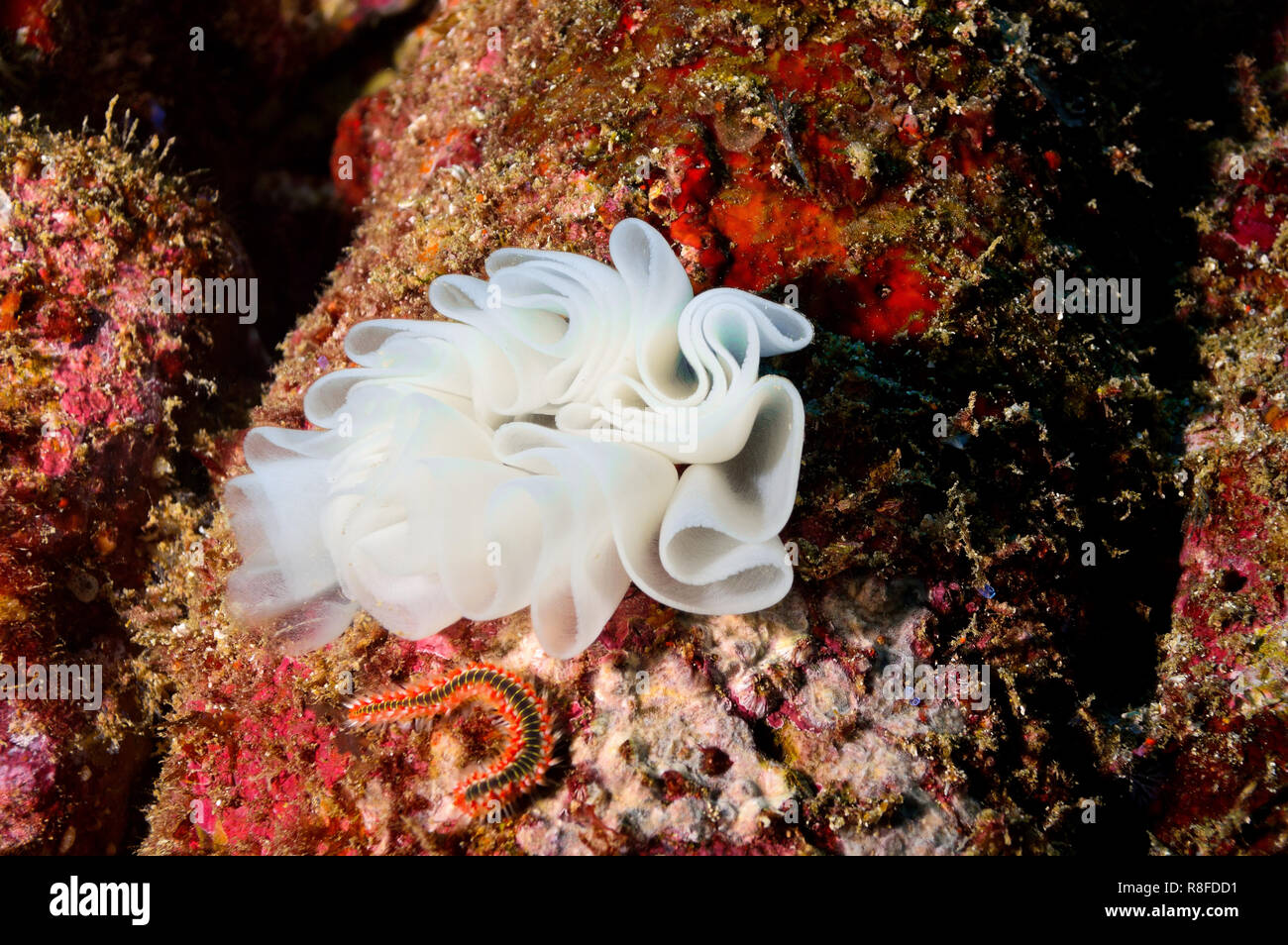 Nudibranch egg ribbon hi-res stock photography and images - Alamy