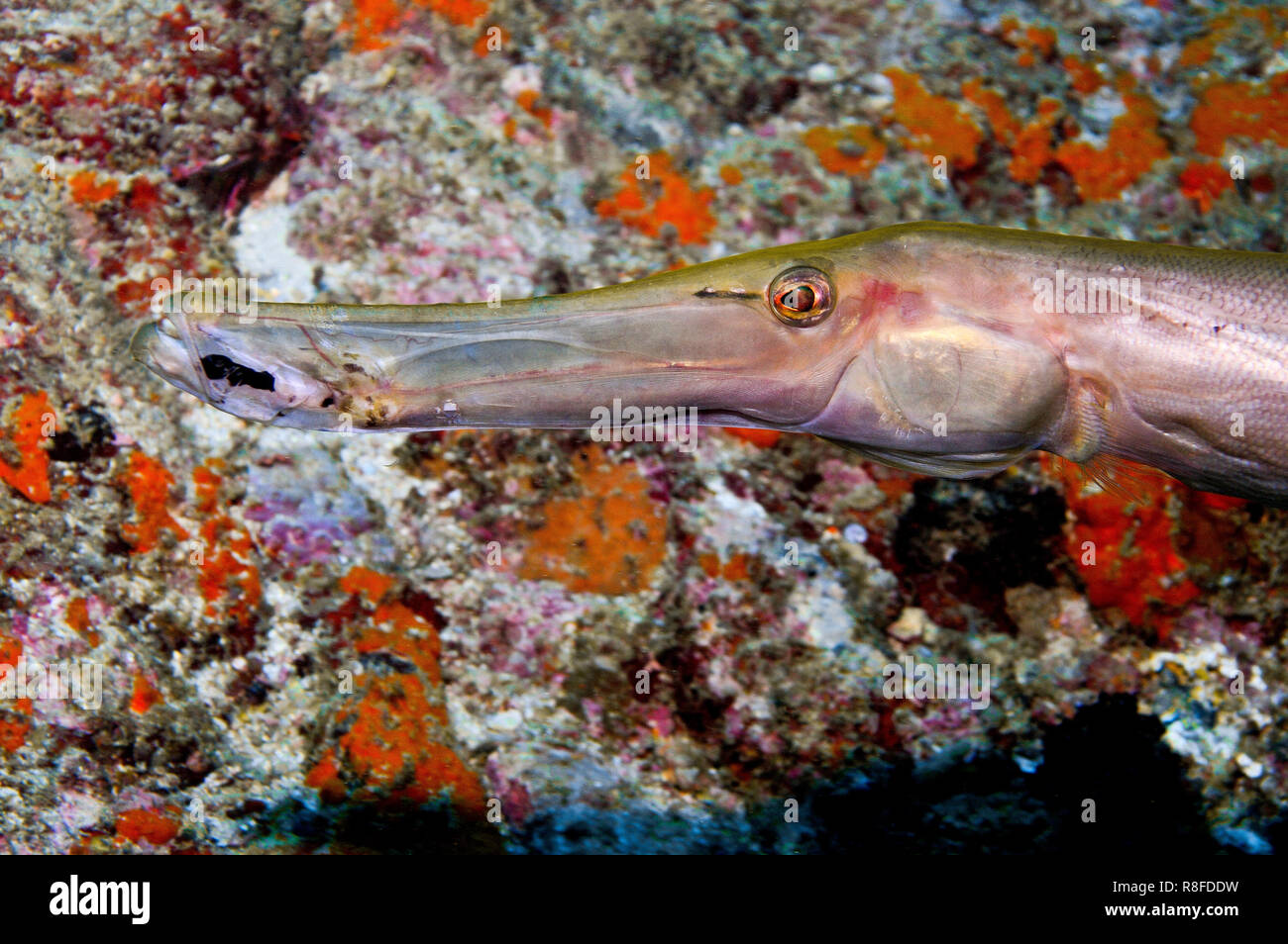Atlantic trumpetfish hi-res stock photography and images - Alamy