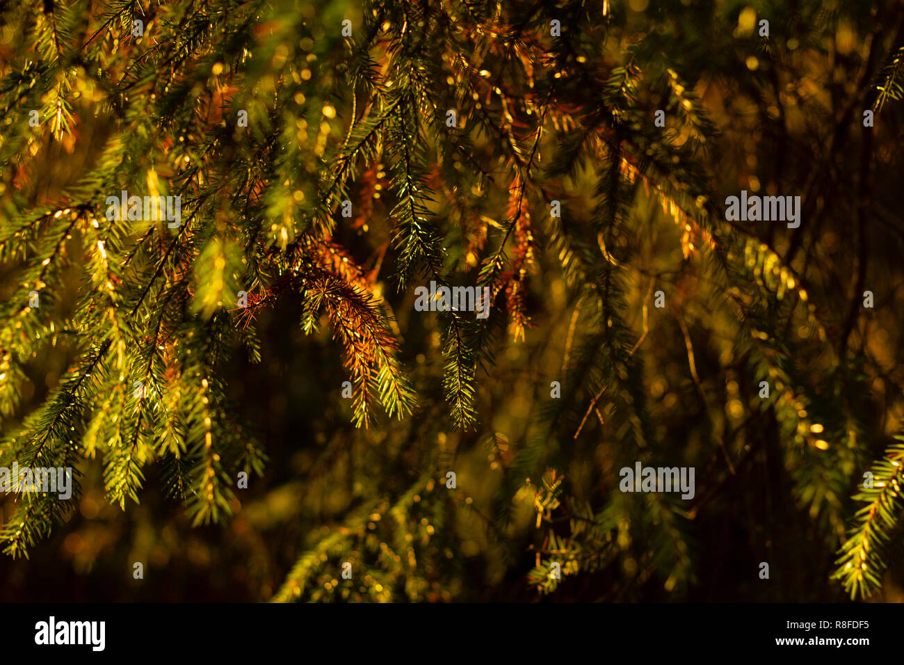 Close up of green fir tree with a golden light from the rising sun ...