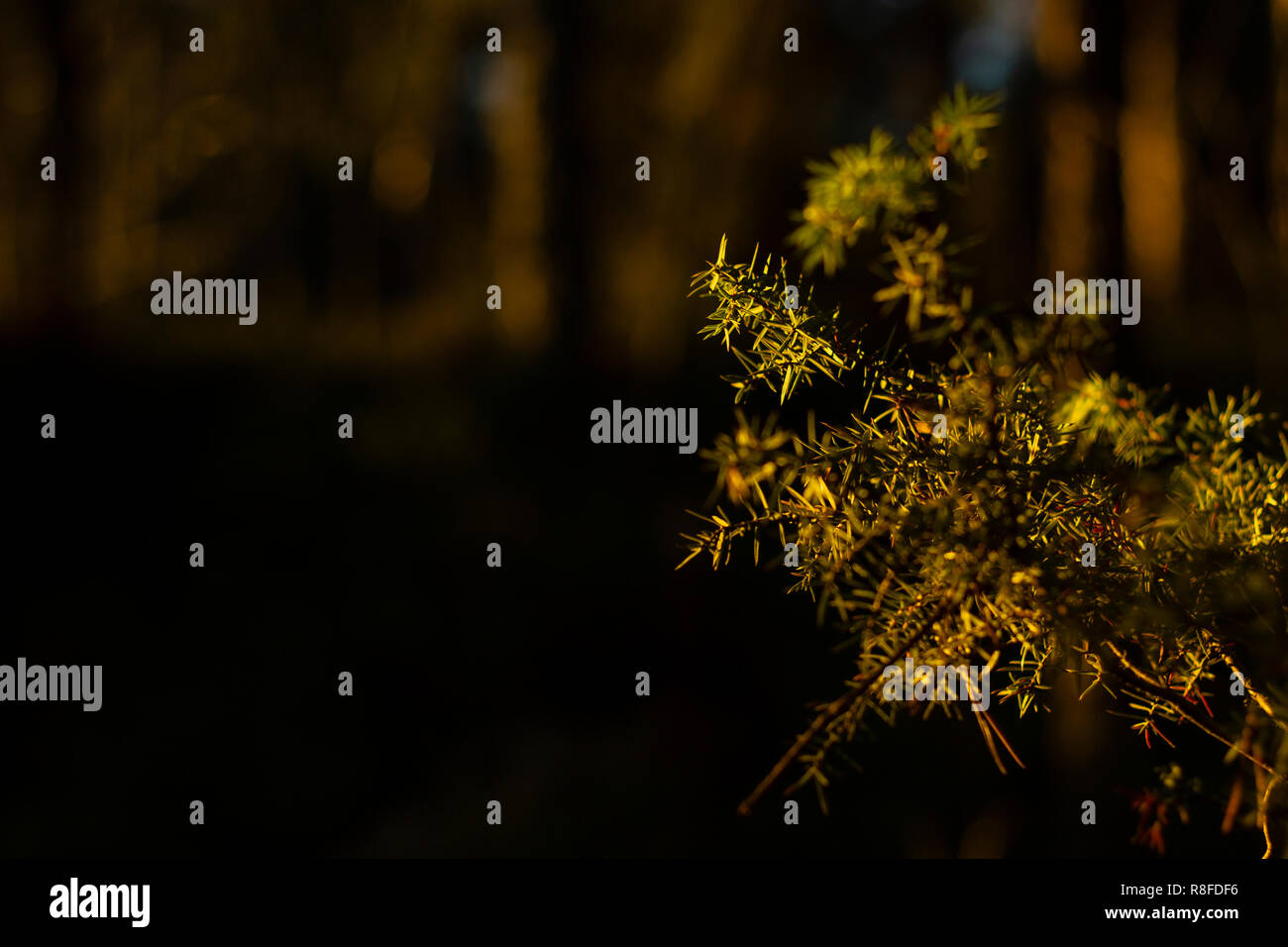 Common juniper tree hi-res stock photography and images - Alamy