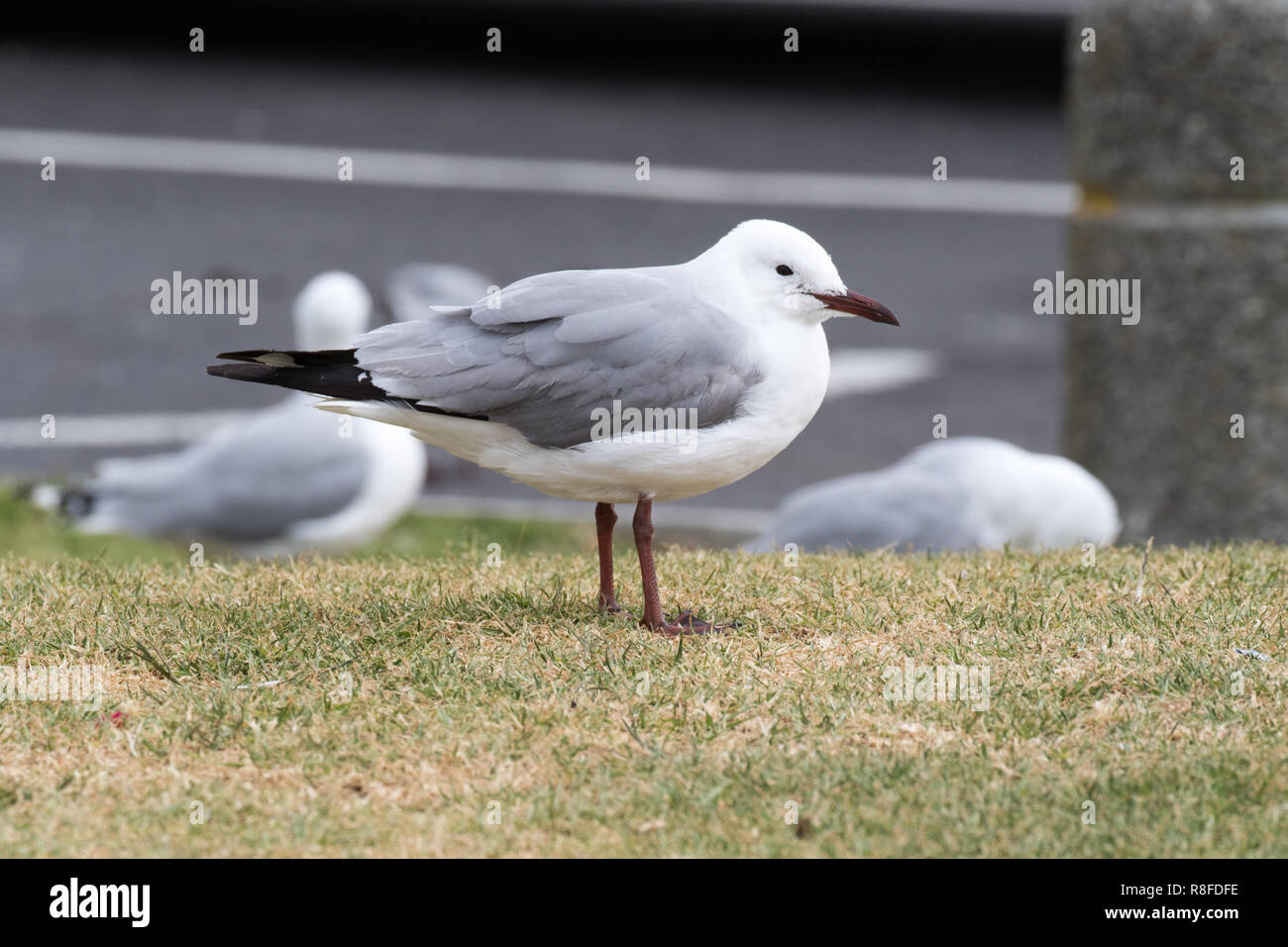 Hartlaub's Gull (Chroicocephalus hartlaubii Stock Photo - Alamy