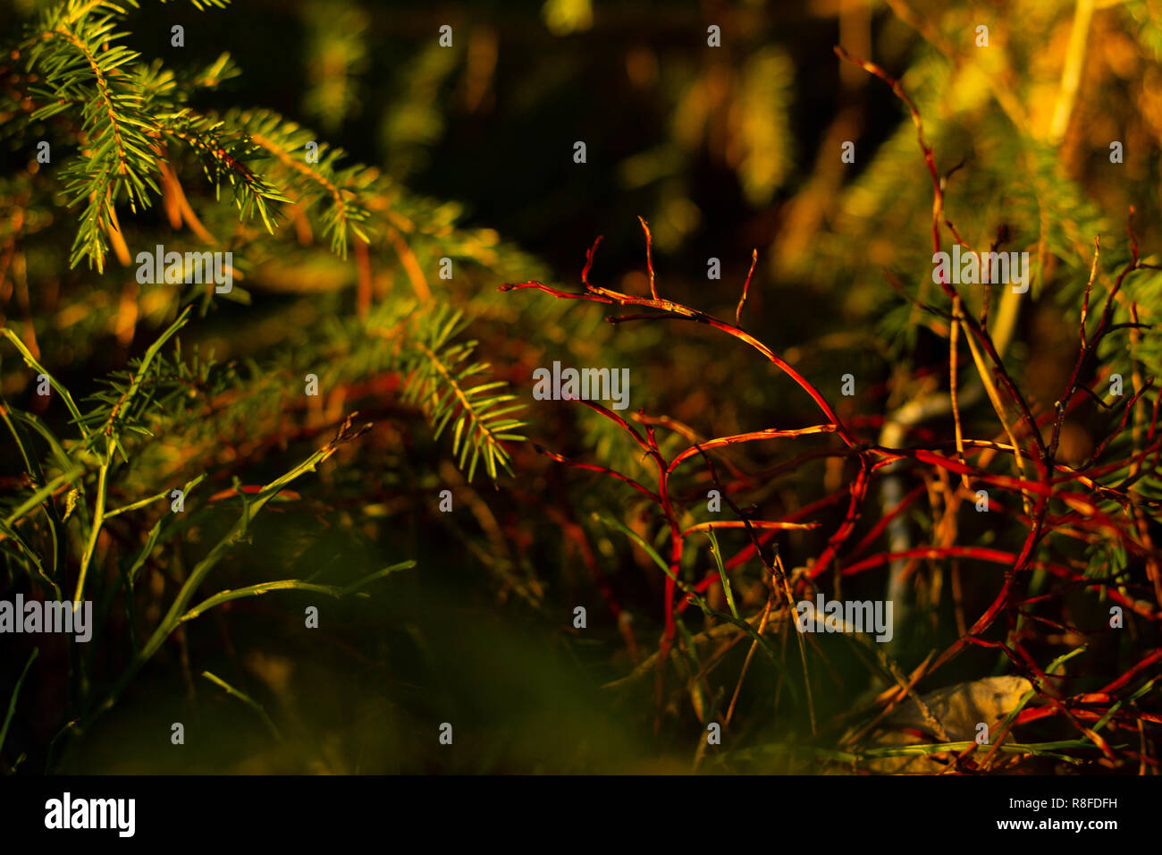 Wimberry hi-res stock photography and images - Alamy