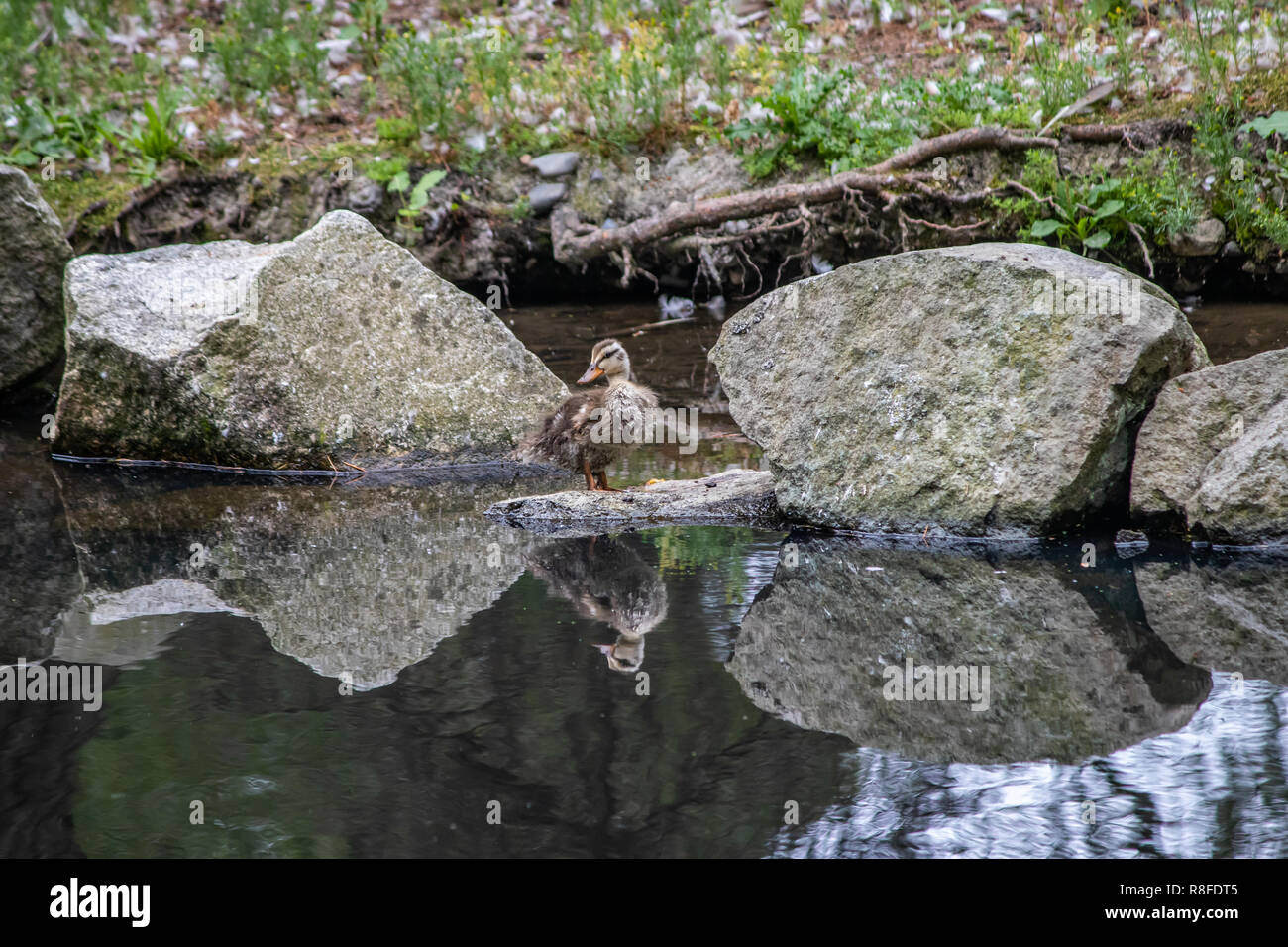 duckling standing on a rock looking around Stock Photo - Alamy