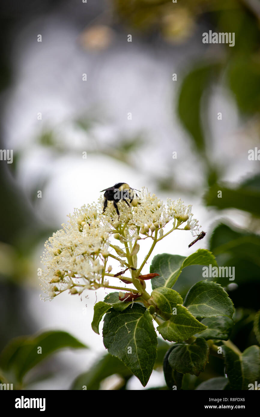 Washington state insects hi-res stock photography and images - Alamy
