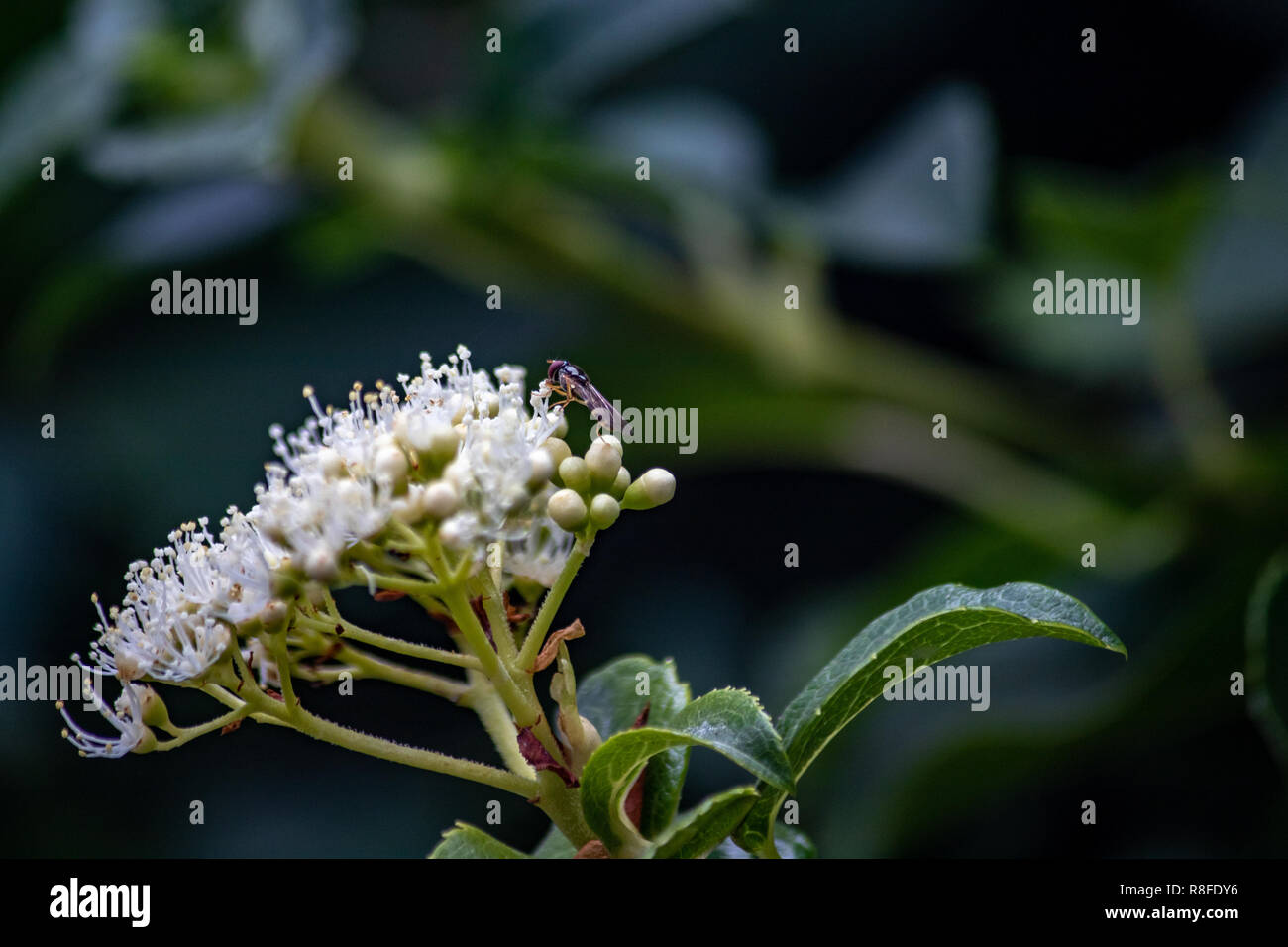 Washington state insects hi-res stock photography and images - Alamy