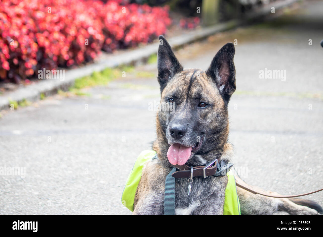 large brindle dog looks happy in flower garden in summer Stock Photo ...