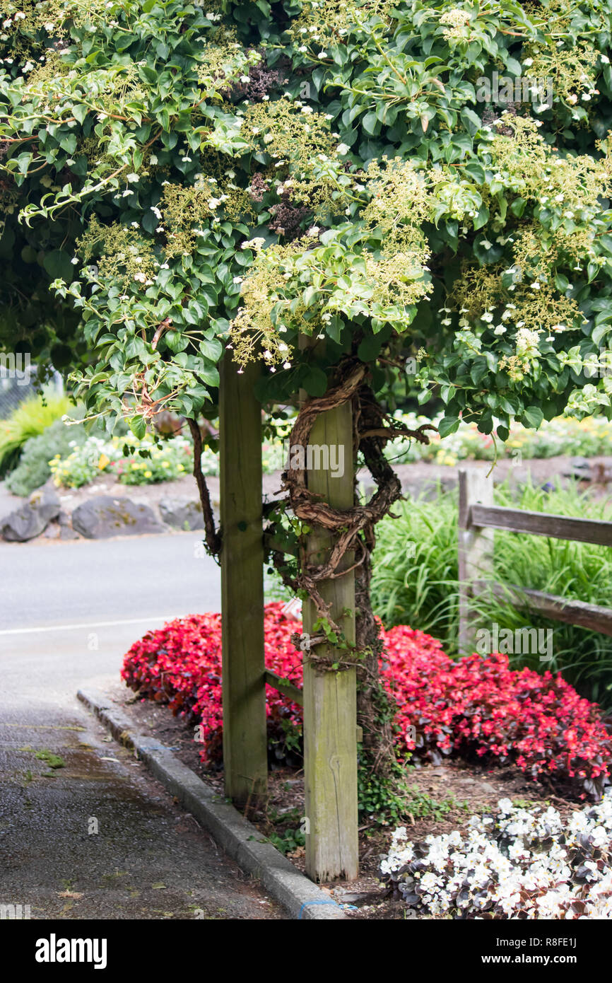 green vine trained onto arch in a garden in washington Stock Photo - Alamy