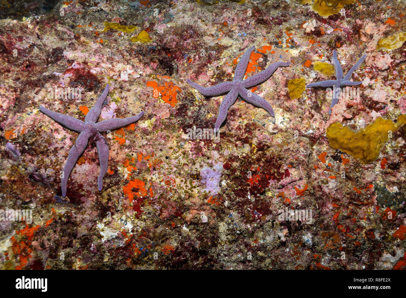 Three starfish underwater hi-res stock photography and images - Alamy