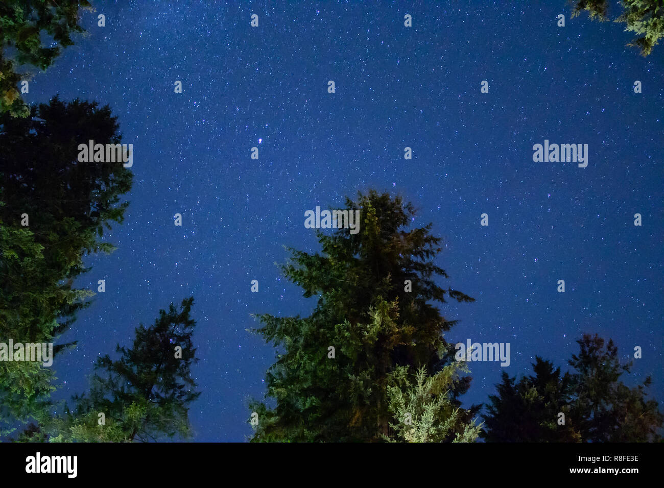 stars shining up above trees lit from below in summer Stock Photo - Alamy