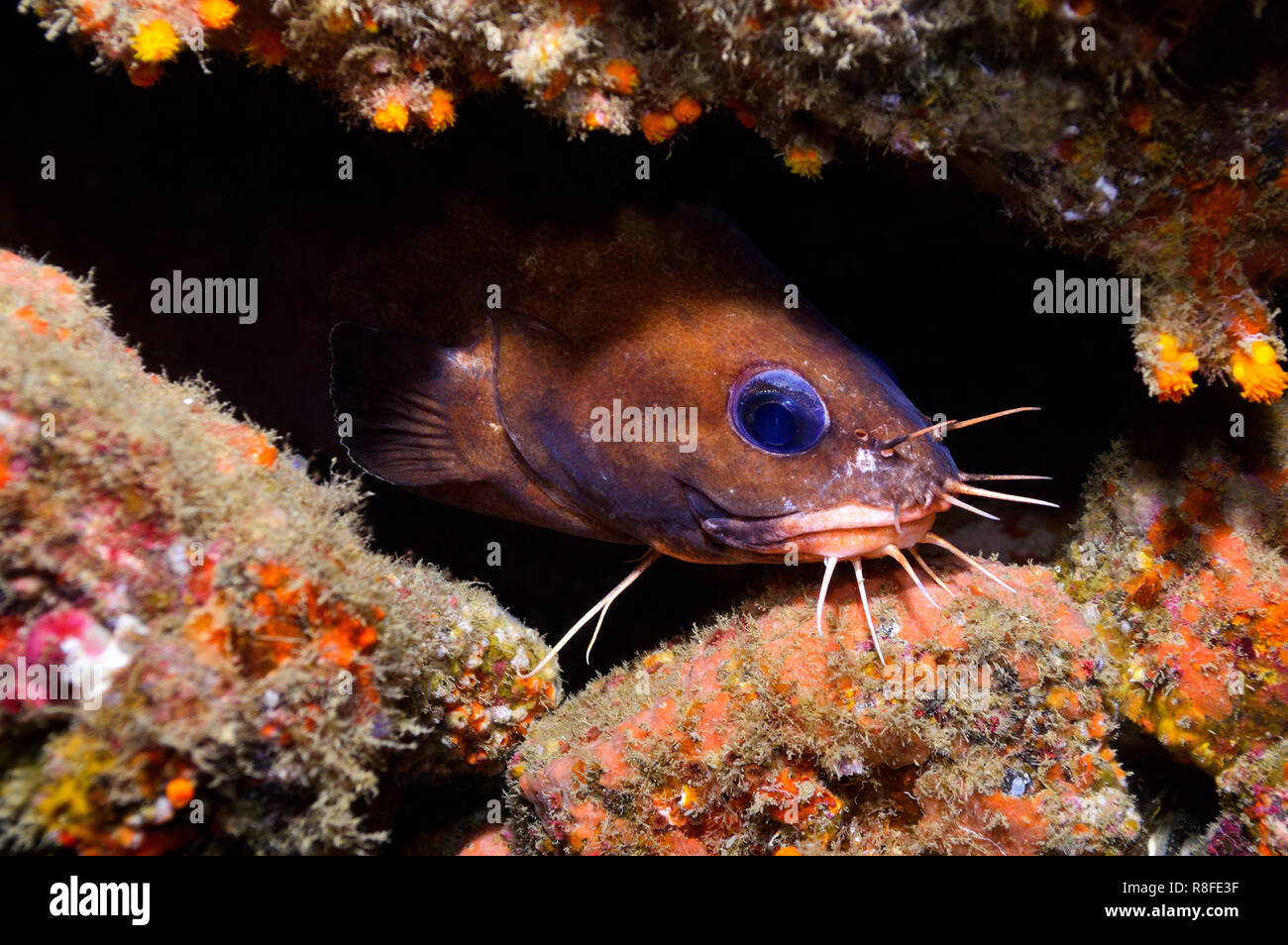 Forkbeard Phycis Phycis High Resolution Stock Photography and Images ...