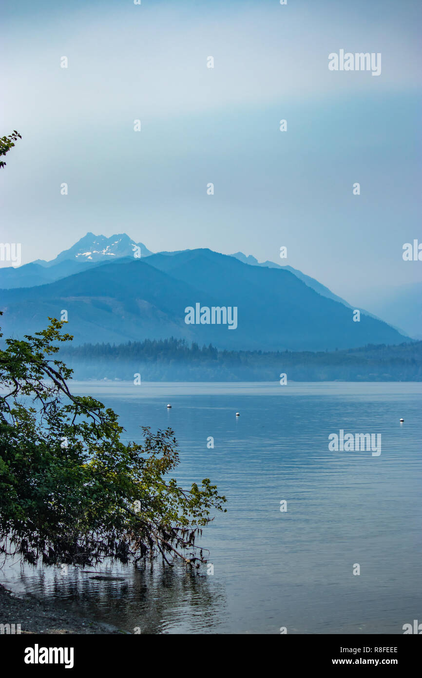 tree arching over the waters of puget sound on the left of frame Stock ...