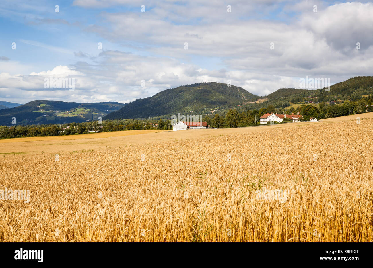 Landscape with wheat field, mountains and village in Norway Stock Photo ...