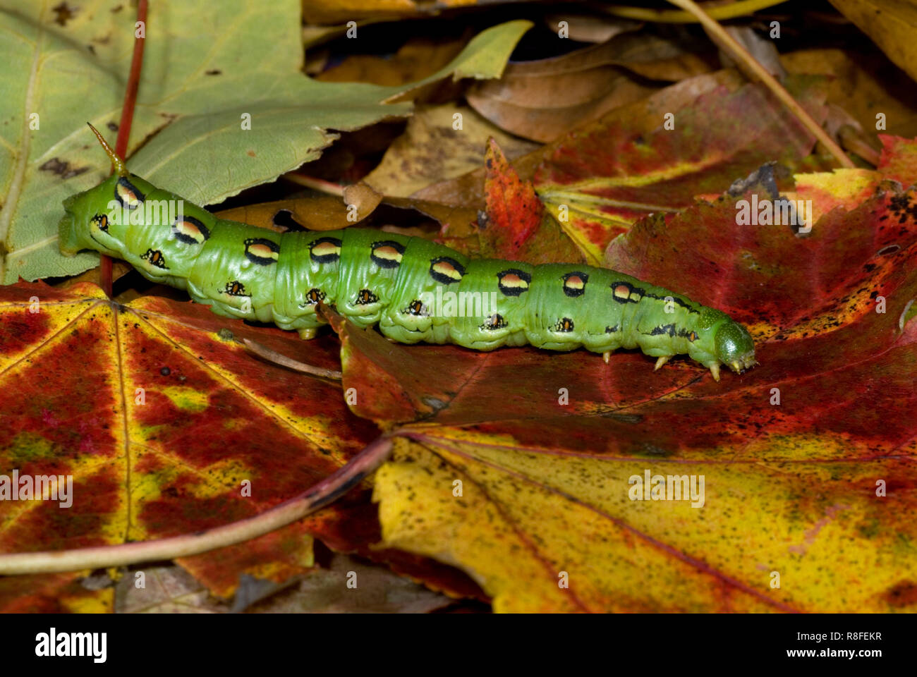 Larva of white-lined sphinx moth (Hyles lineata) traveling across ...