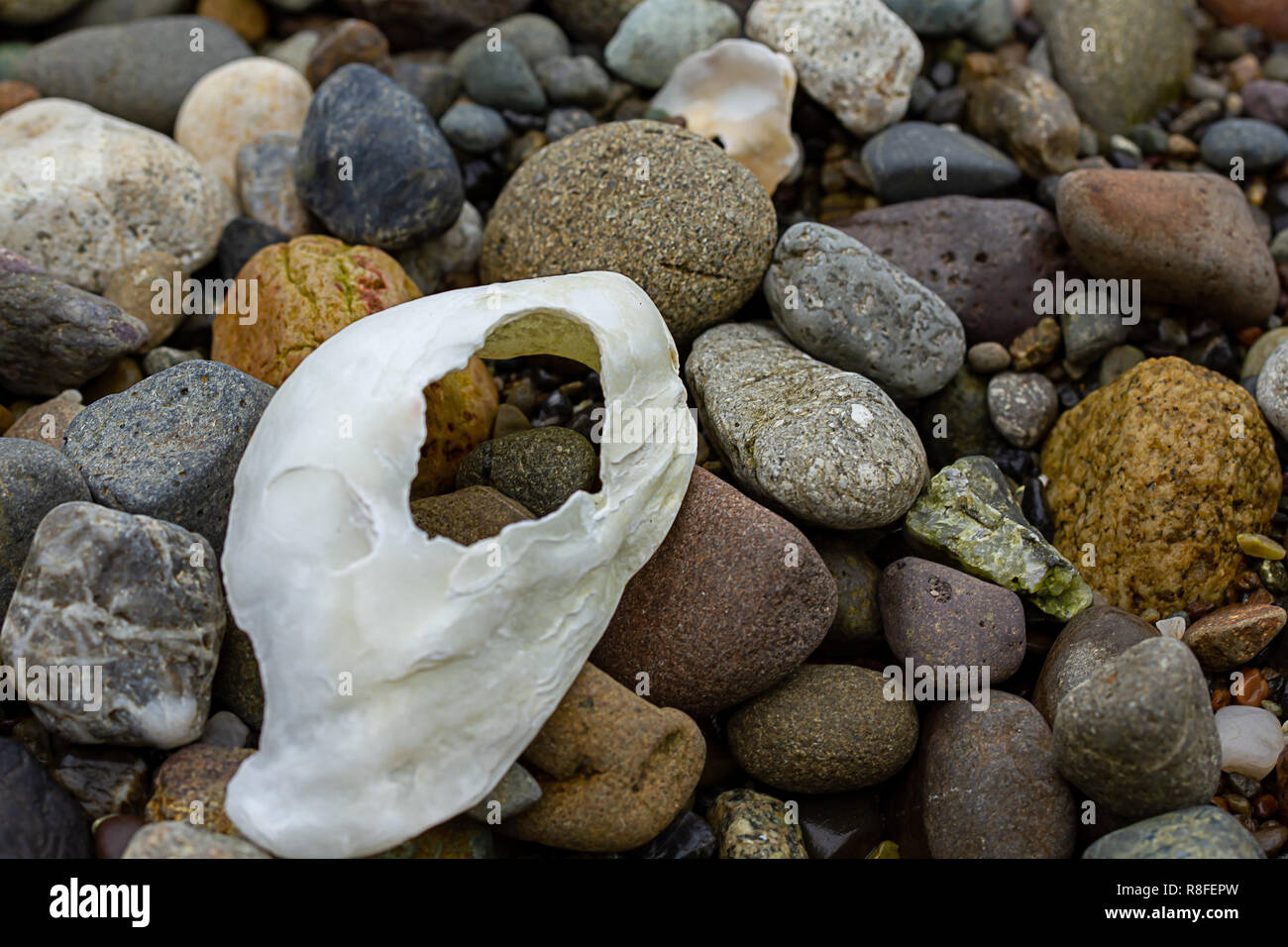 Broken oyster shells hi-res stock photography and images - Alamy