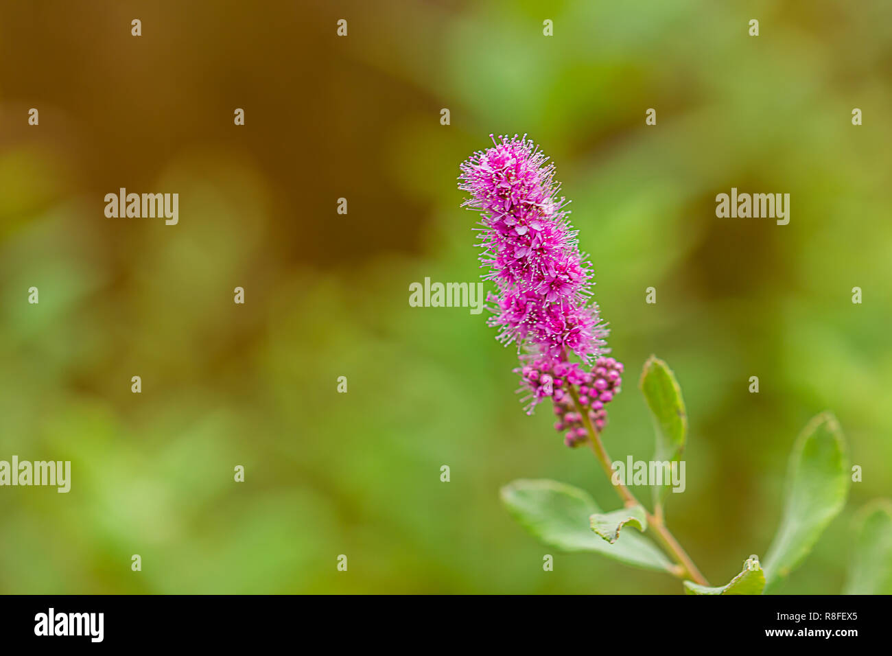Cone shaped wild flower hi-res stock photography and images - Alamy