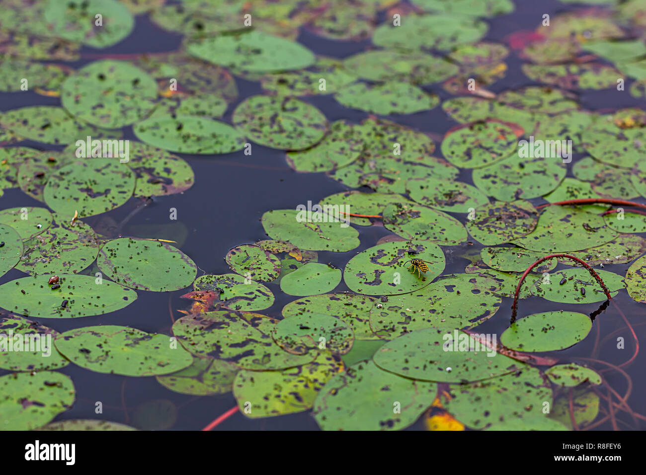 large round water lily leaves in deep blue pondin summer in washington ...