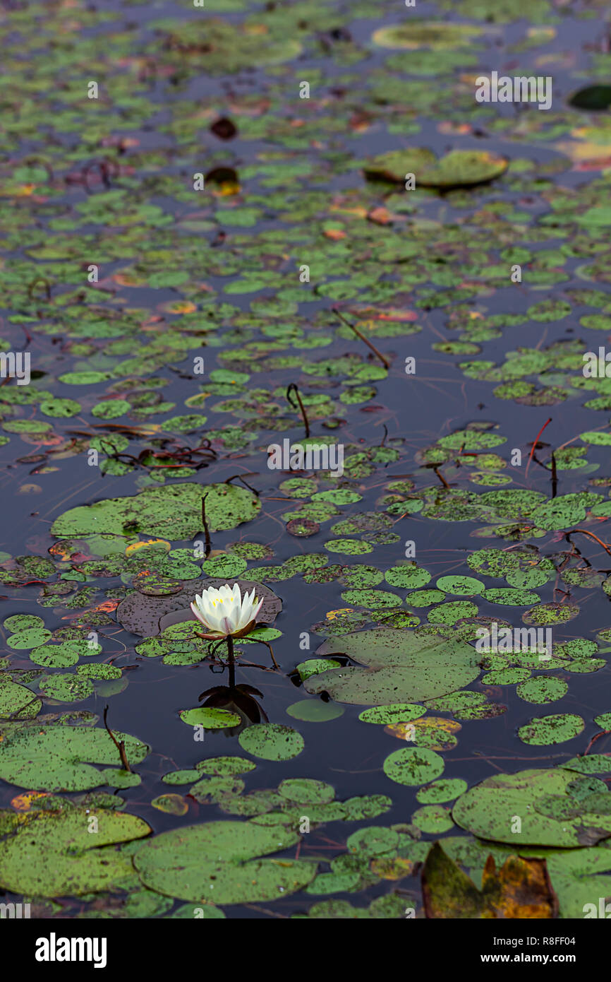 white blooming water lily in deep blue pond water vertical Stock Photo ...