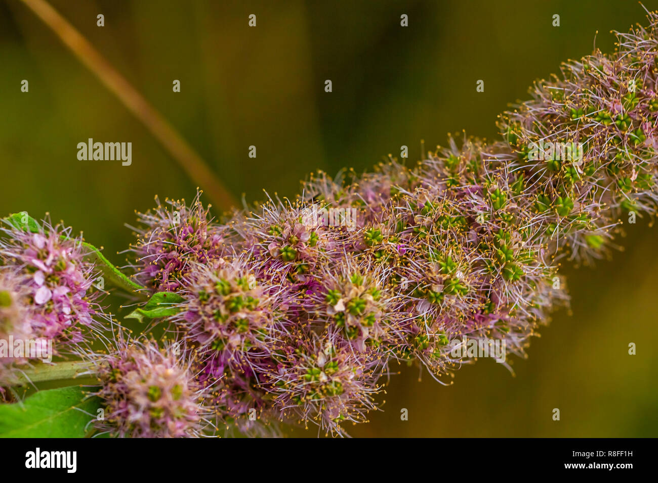 Spiky buds and stem hi-res stock photography and images - Alamy