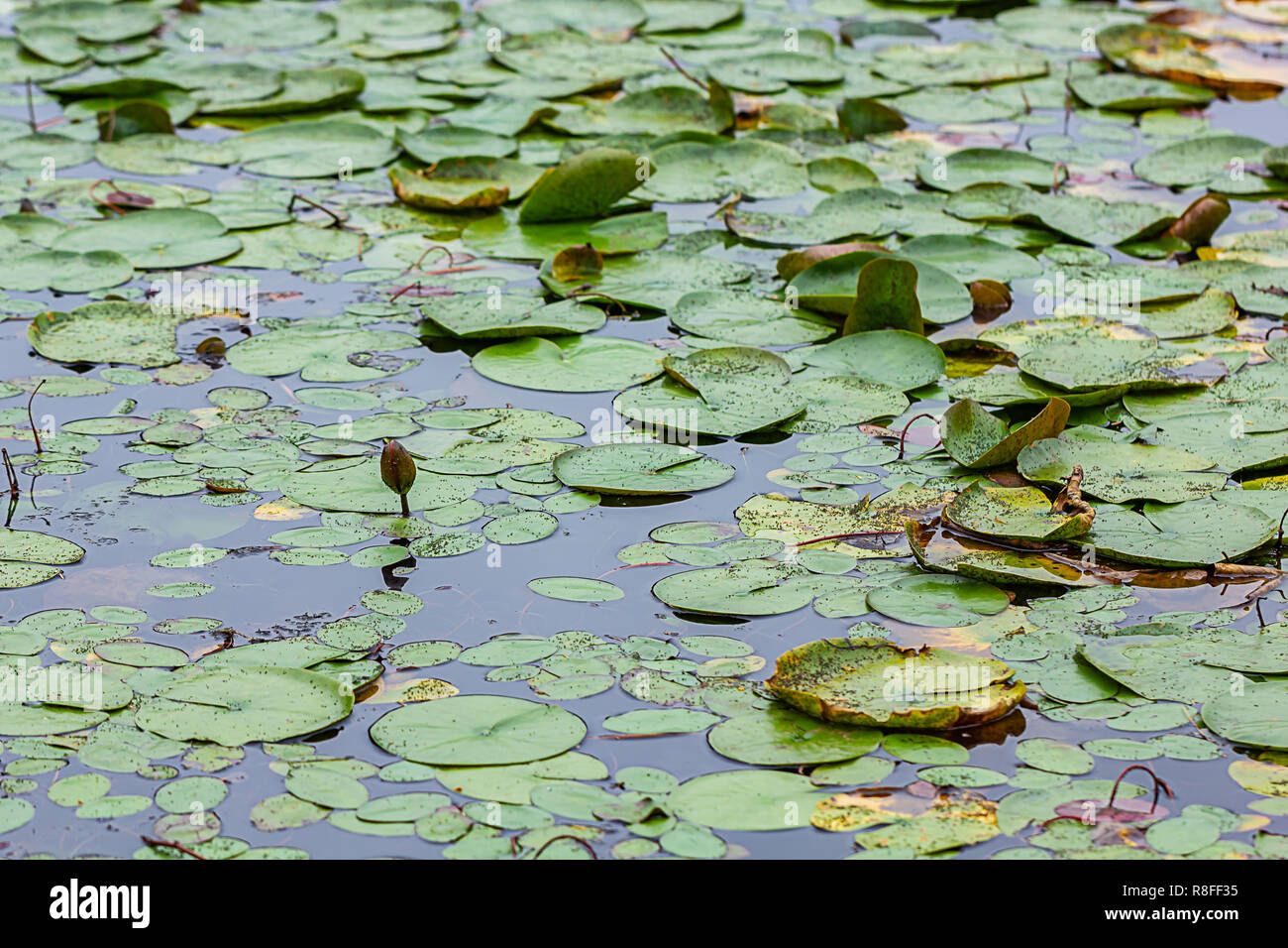 water lilies floating on the reflective water Stock Photo - Alamy