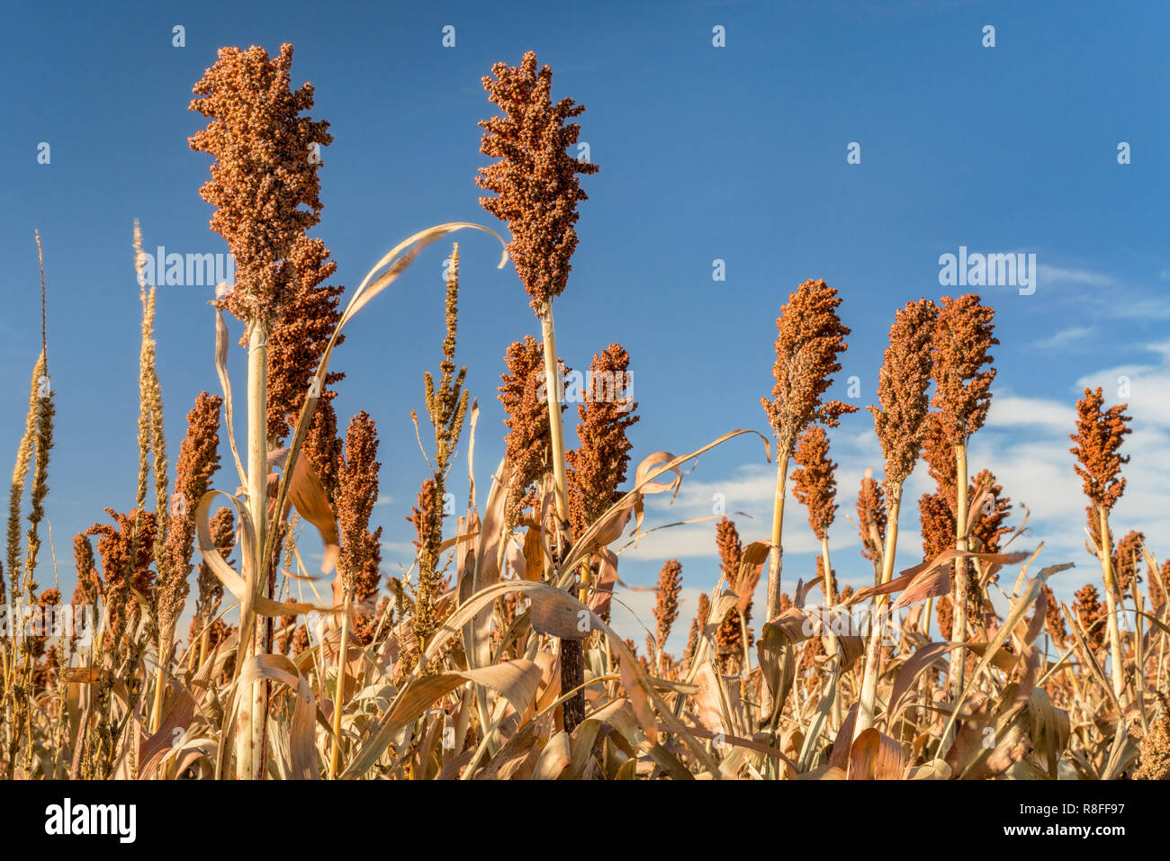 Sorghum field hi-res stock photography and images - Alamy