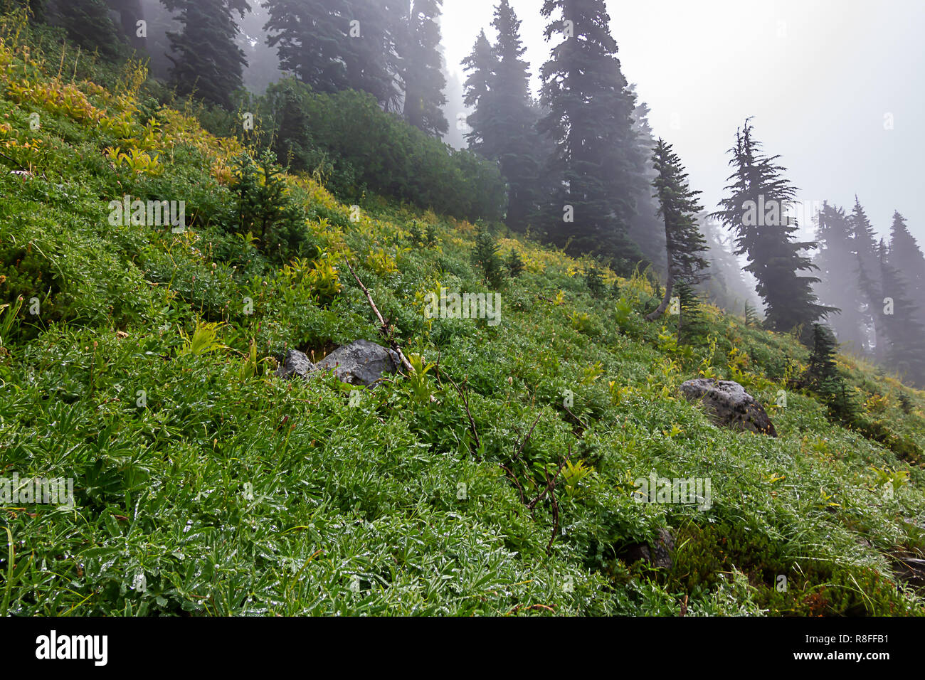 haze and smoke from fires blanketing trees and meadow Stock Photo - Alamy