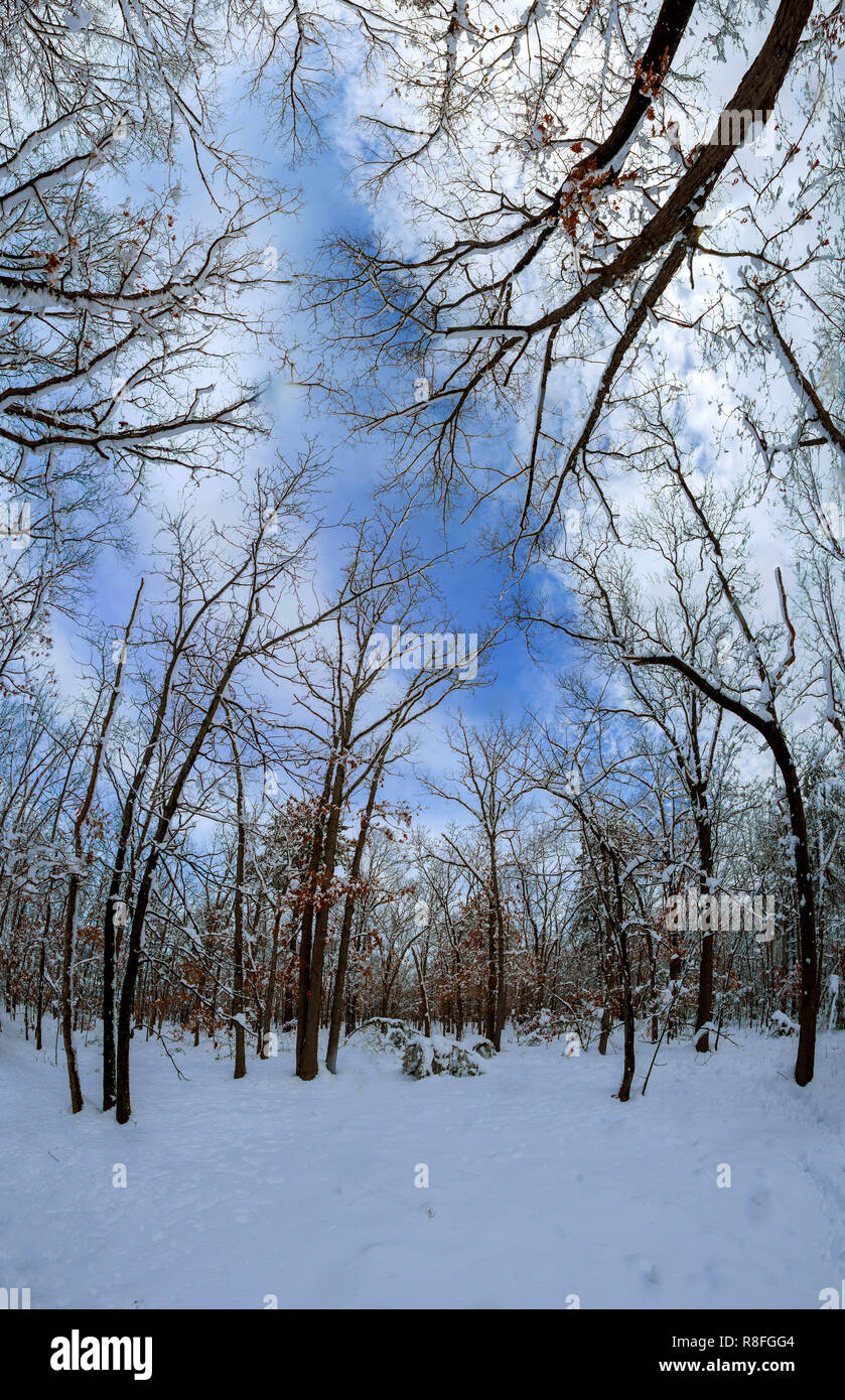 Snow covered beech trees landscape Stock Photo - Alamy