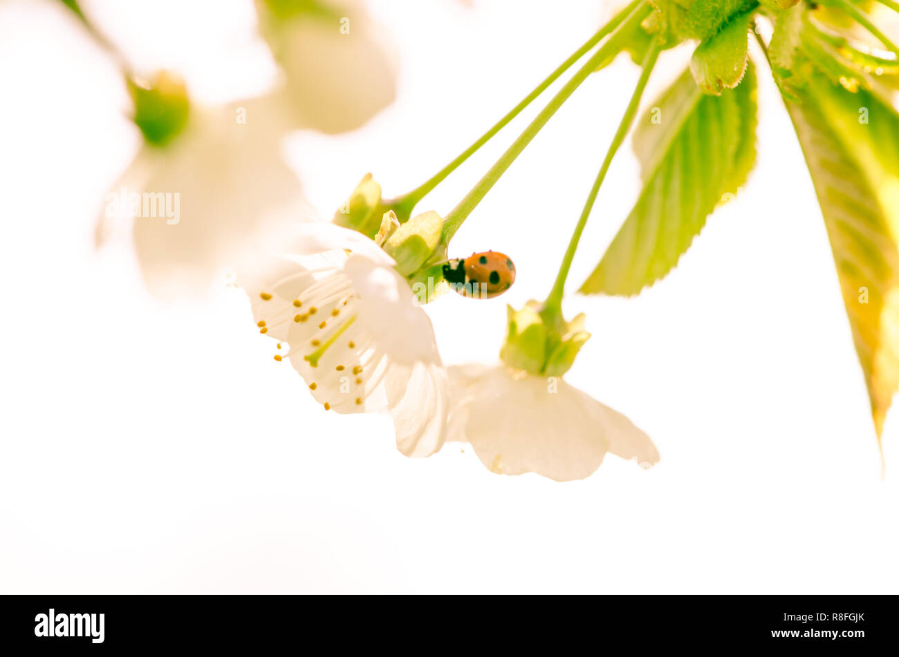 blossoming flower and lady bird on white background Stock Photo - Alamy