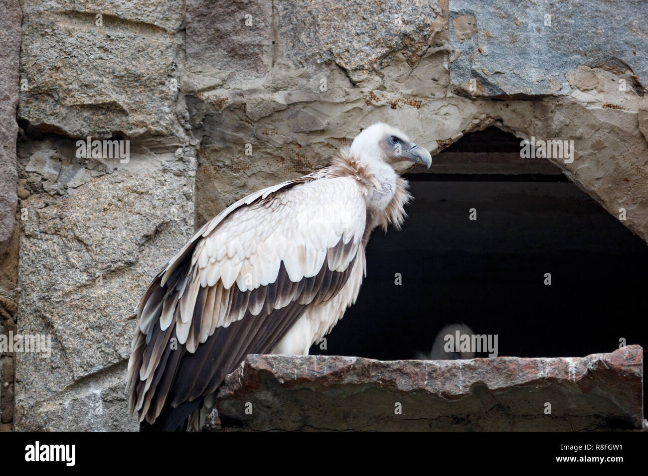 Himalayan vulture (Gyps himalayensis). Russia, The Moscow Zoo Stock ...