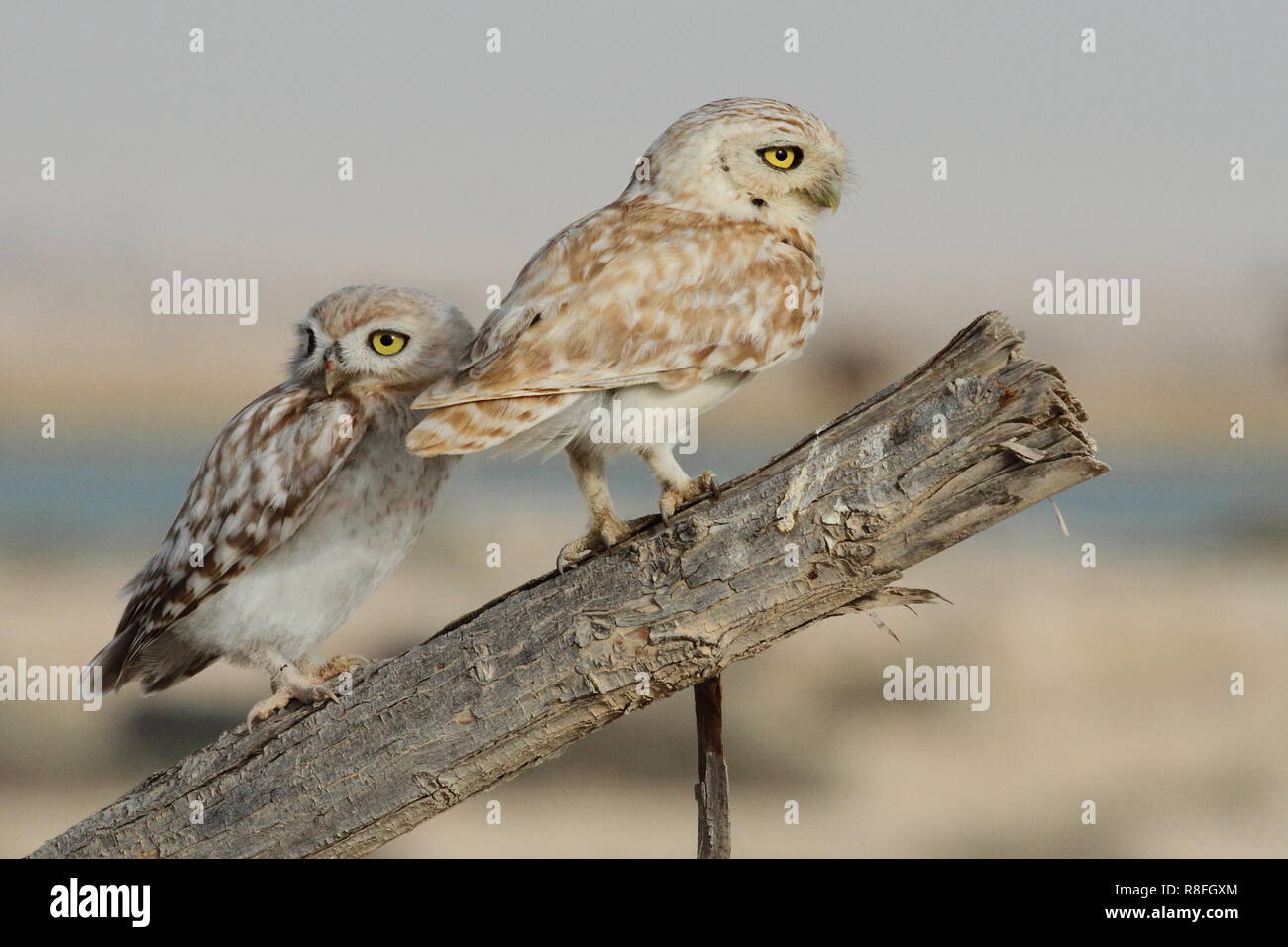 Pair of two little Owls perching over dry branch at the Arabian desert ...