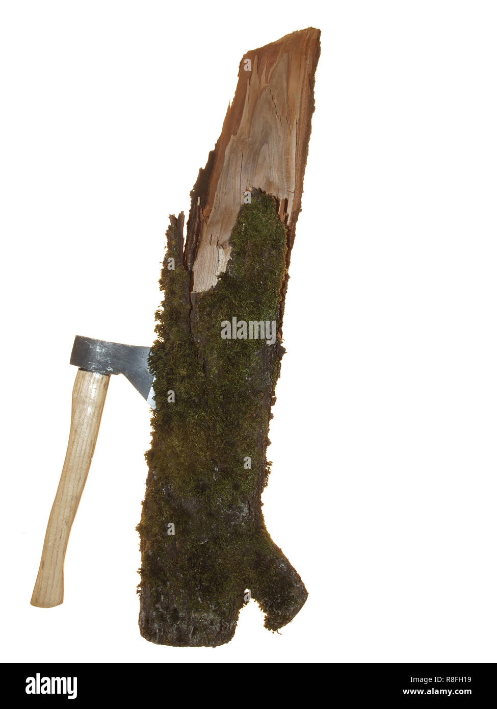 Part of old tree trunk covered with moss with stuck ax isolated on ...