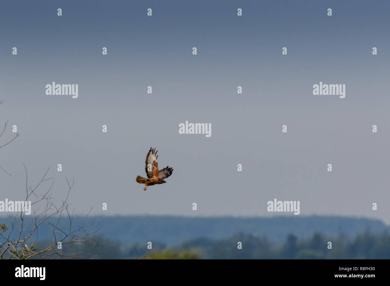 Common Buzzard (Buteo buteo). Russia Stock Photo - Alamy