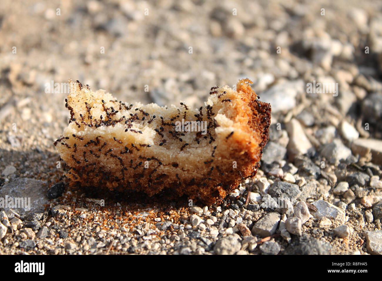Swarm Of Bugs High Resolution Stock Photography and Images - Alamy