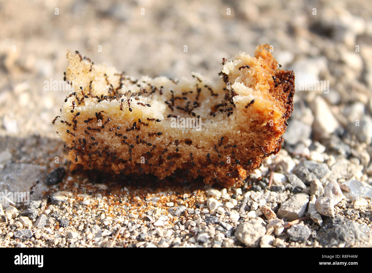 Ants carrying food hi-res stock photography and images - Alamy