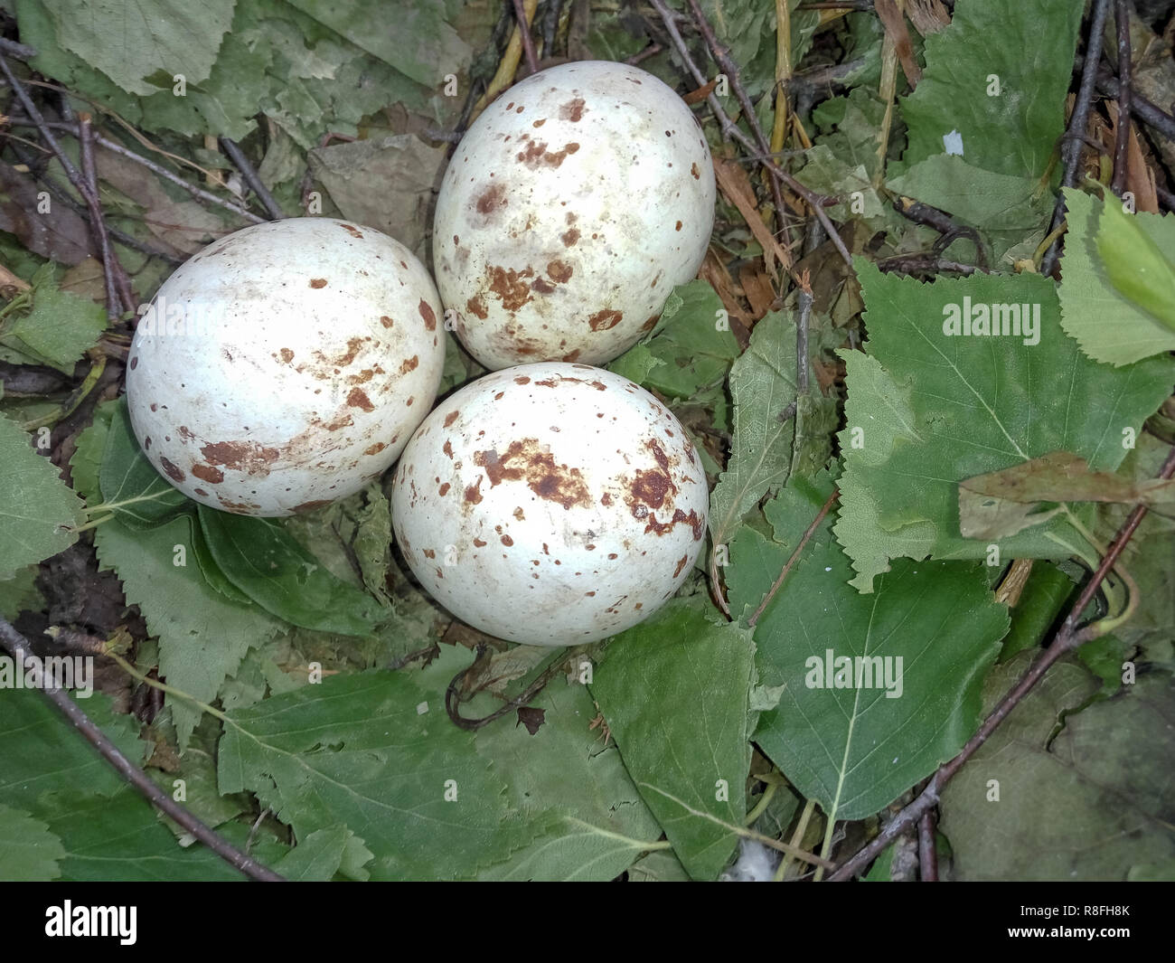 Buzzard (buteo buteo) eggs hi-res stock photography and images - Alamy